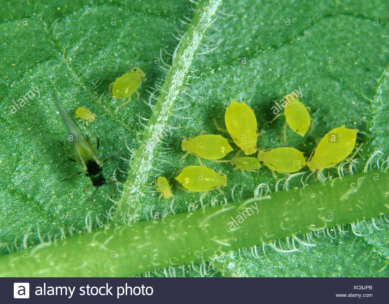 Aphis High Resolution Stock Photography and Images - Alamy