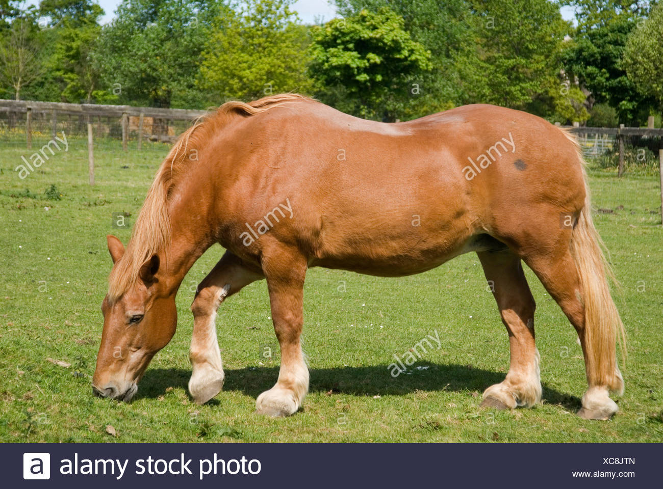 Suffolk Punch Horse High Resolution Stock Photography and Images - Alamy