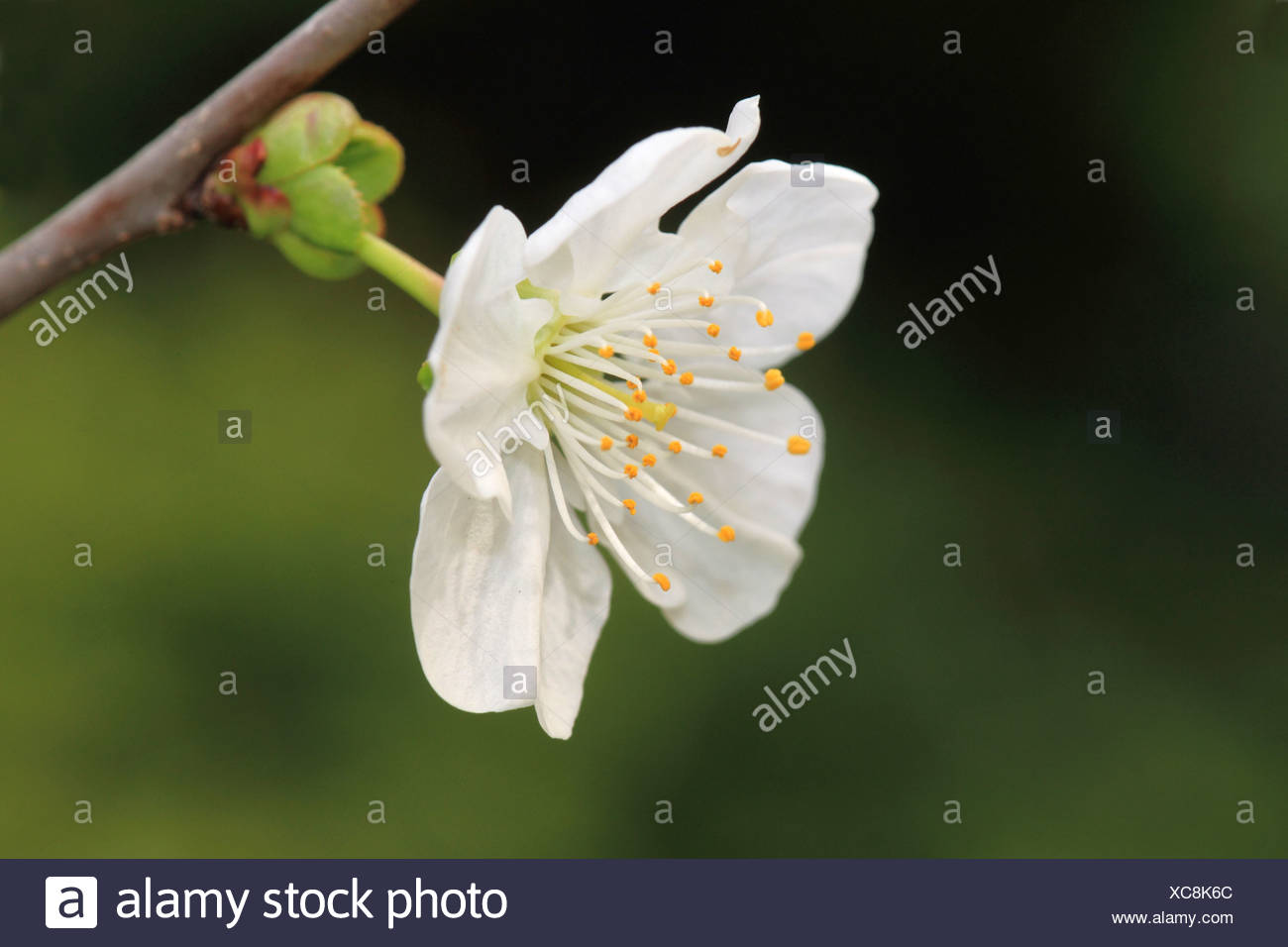 Dwarf Cherry Trees High Resolution Stock Photography and Images - Alamy