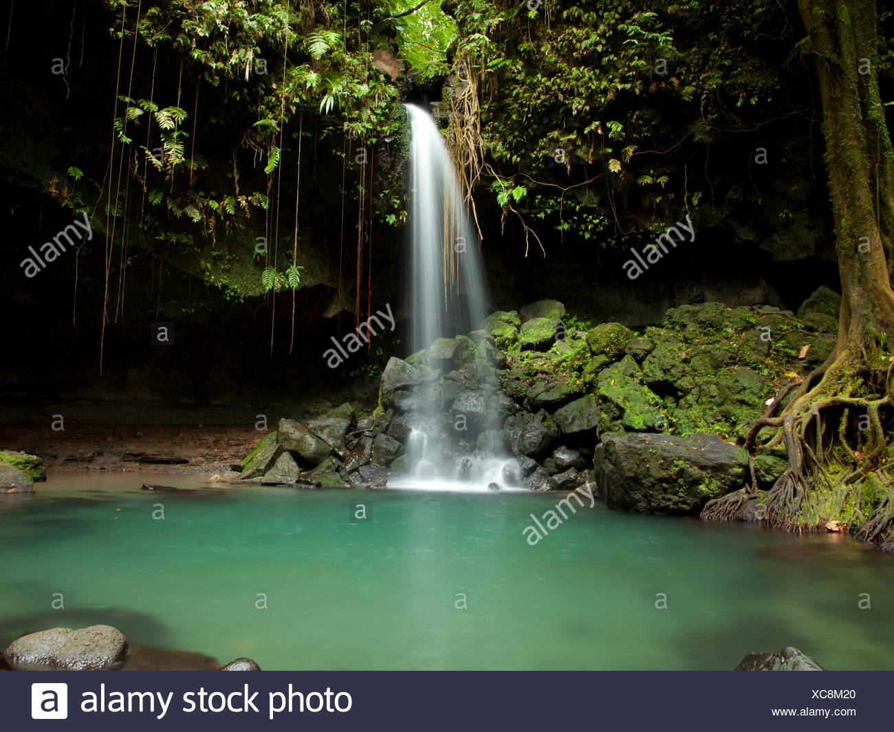 Emerald Pool Waterfall Dominica High Resolution Stock Photography and ...