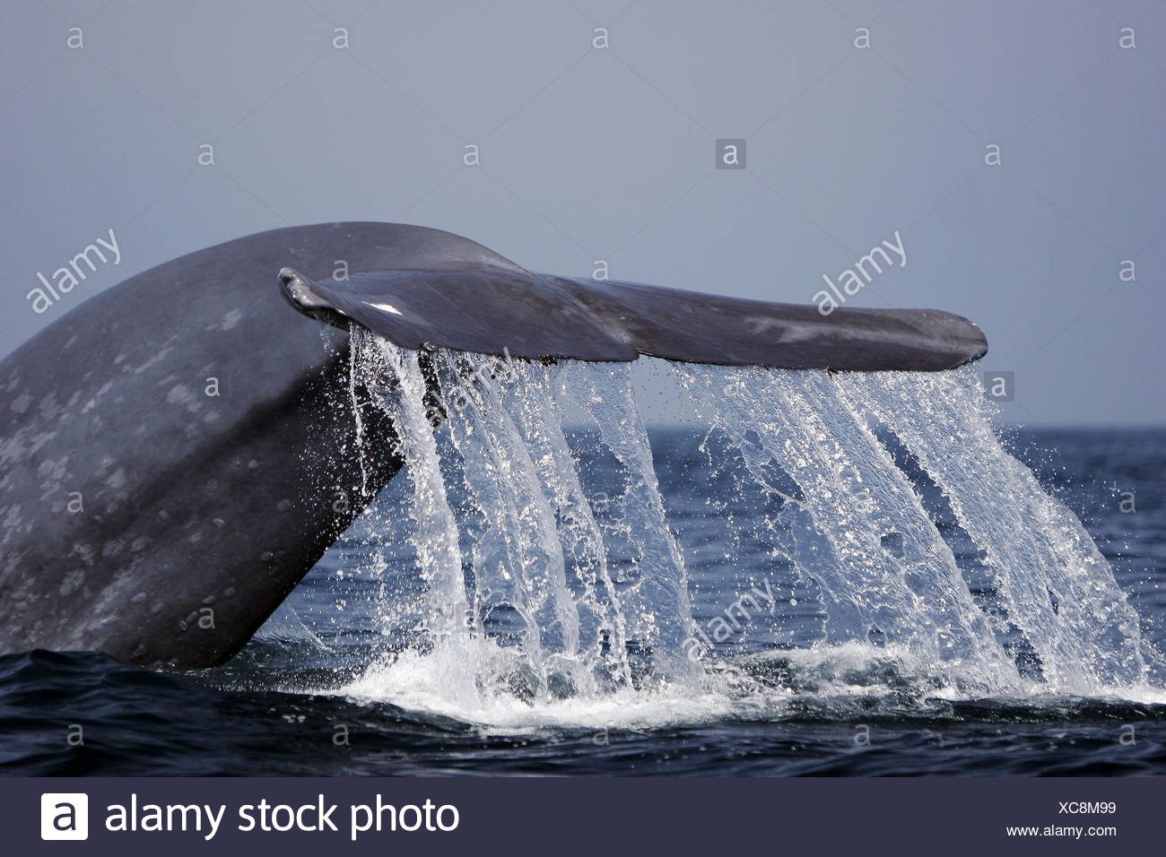 Blue Whale Balaenoptera Musculus Adult High Resolution Stock ...