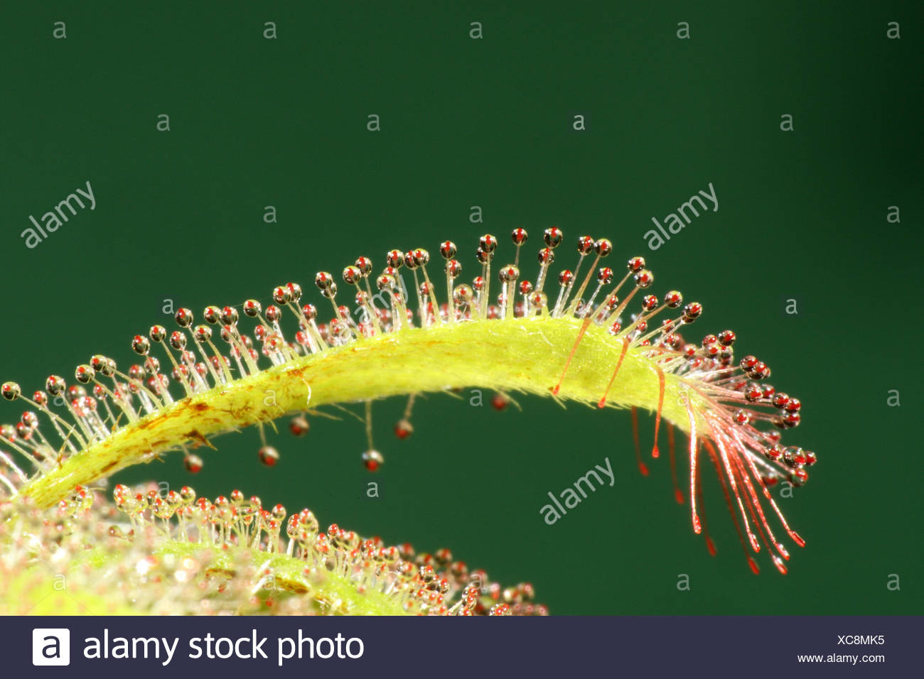 Sundew Plant High Resolution Stock Photography and Images - Alamy
