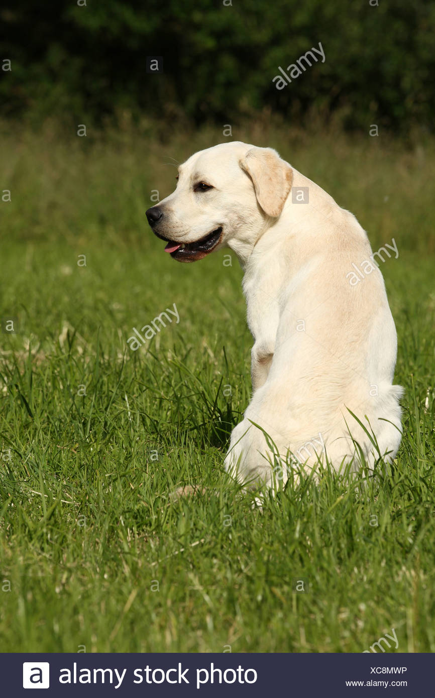 Labrador Retriever Dog Sitting Back Stock Photos & Labrador Retriever ...