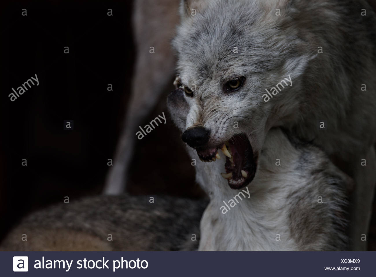 Gray Wolves Fight High Resolution Stock Photography and Images - Alamy