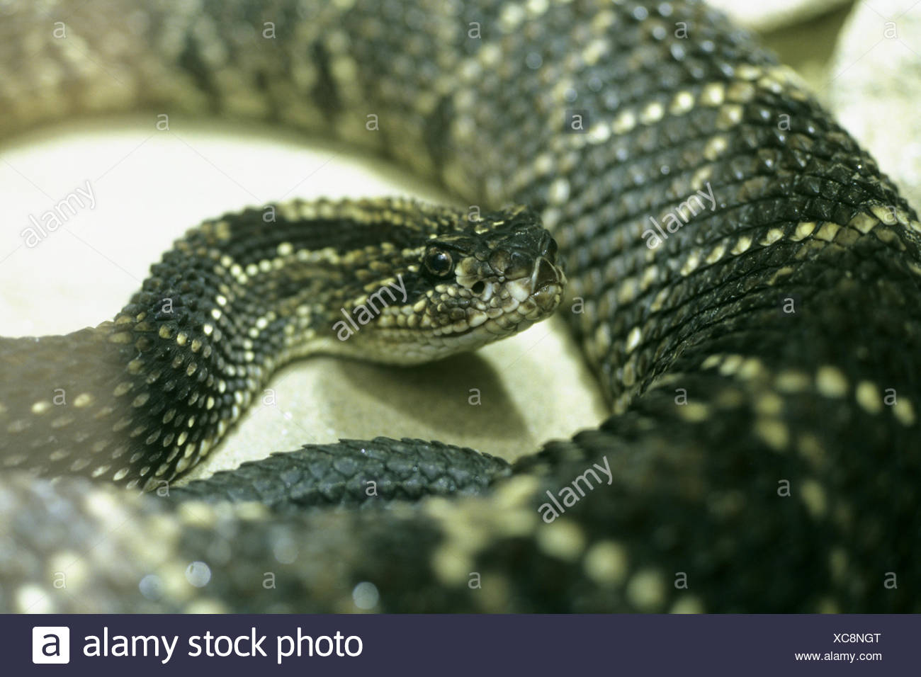 Neotropical Rattlesnake Crotalus Durissus High Resolution Stock ...