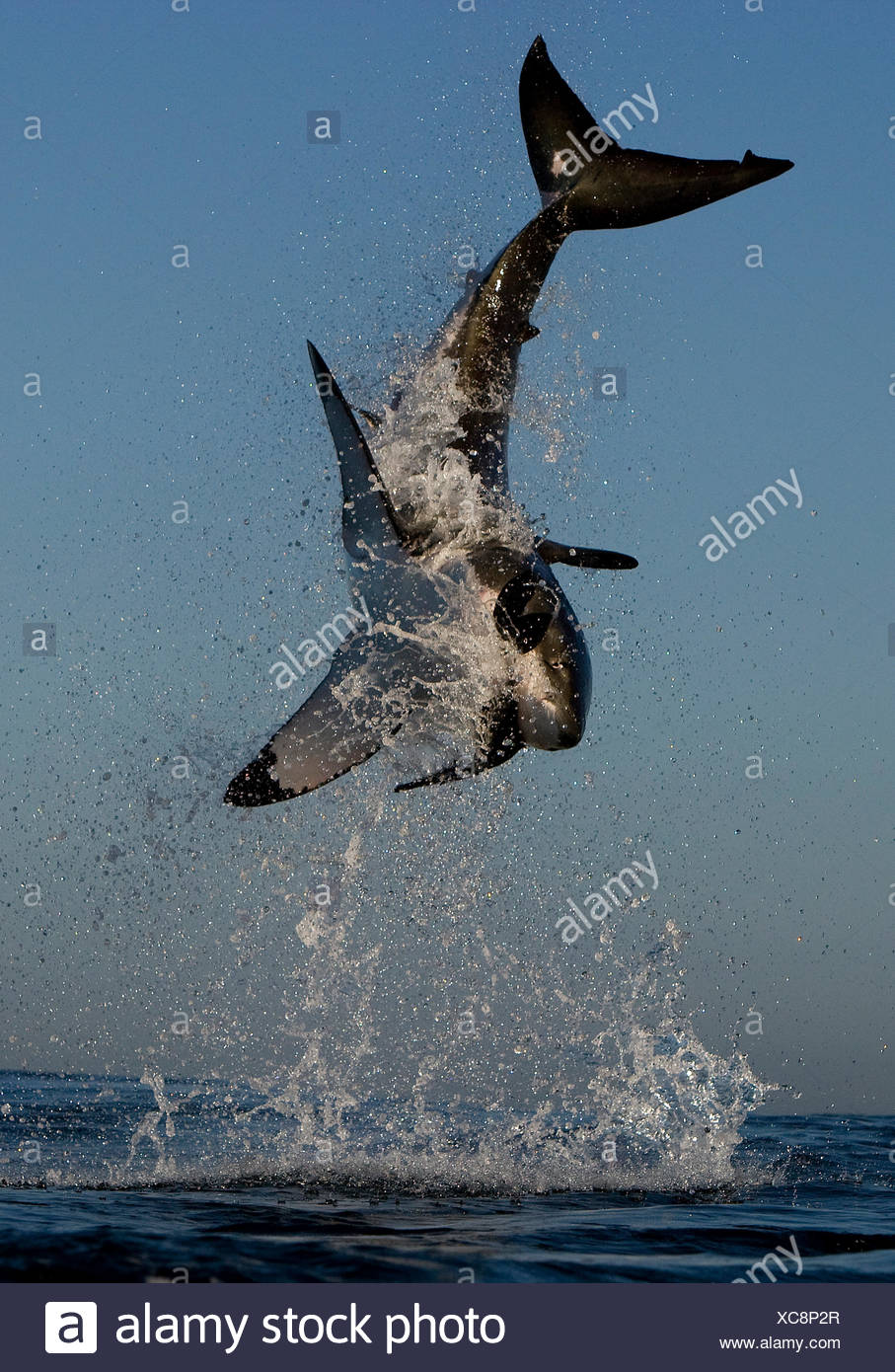 Breaching Great White Shark High Resolution Stock Photography and ...
