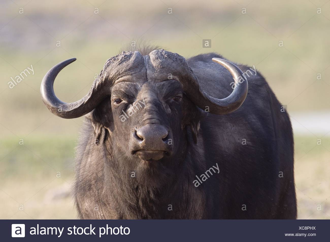 Buffalo Head Stock Photos & Buffalo Head Stock Images - Alamy
