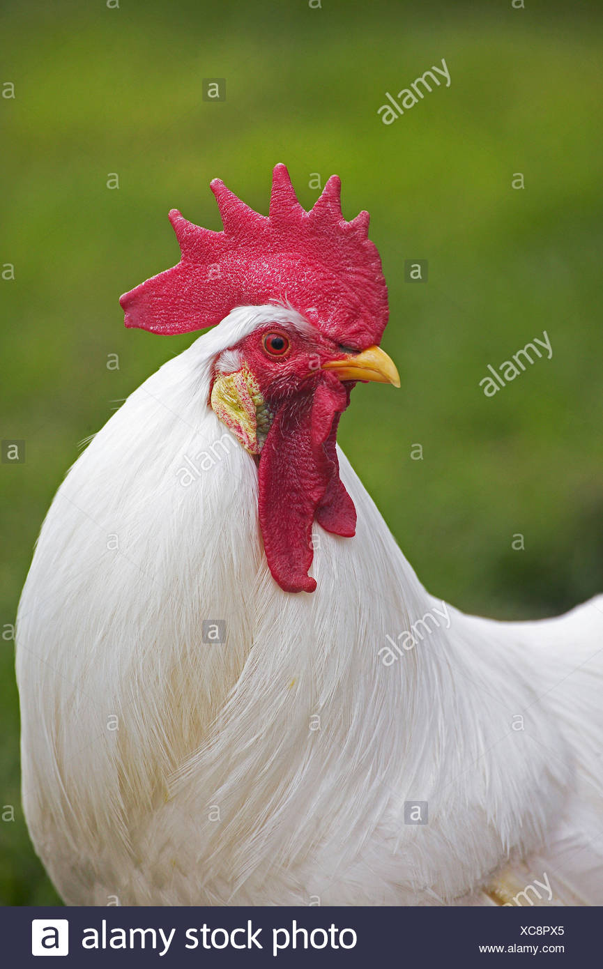 White Leghorn High Resolution Stock Photography and Images - Alamy