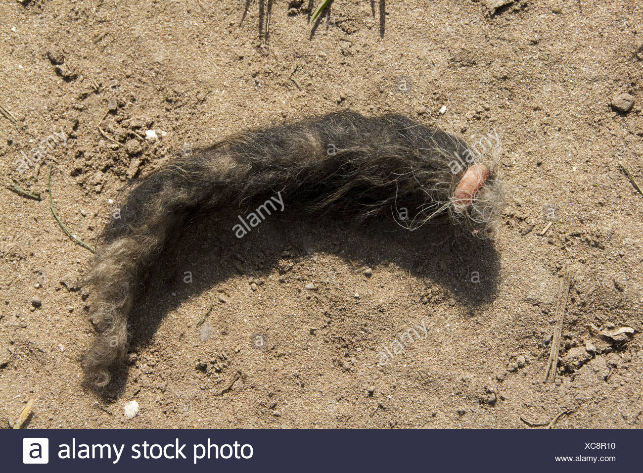 Lamb Tail Stock Photos & Lamb Tail Stock Images - Alamy