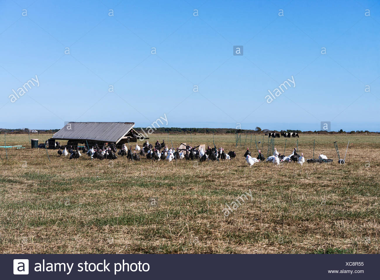 Poultry Farming Free Range Chickens High Resolution Stock Photography ...