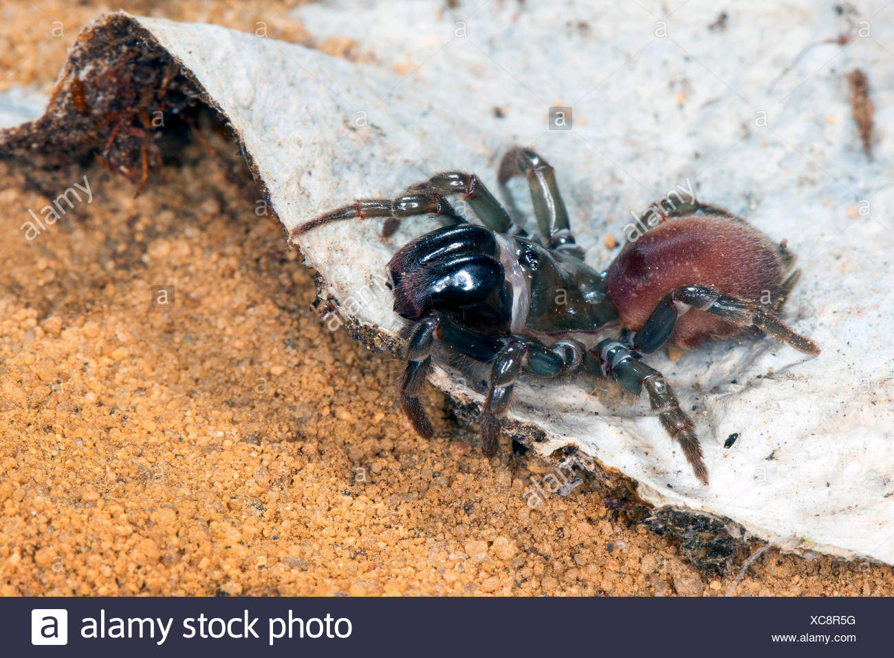 Purse Web Spider High Resolution Stock Photography and Images - Alamy