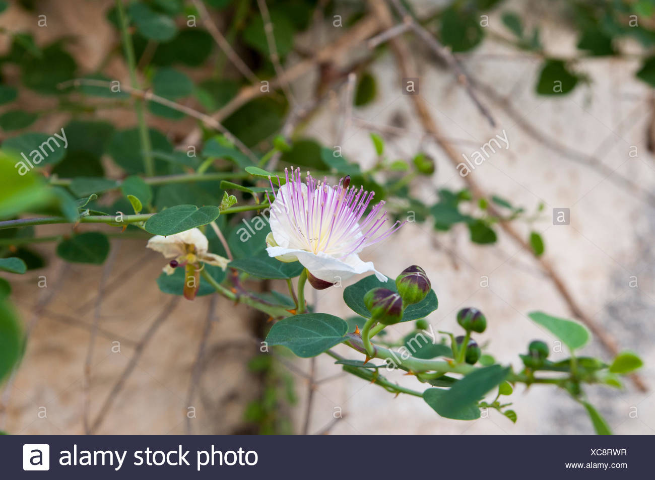 Capparis Spinosa High Resolution Stock Photography and Images - Alamy