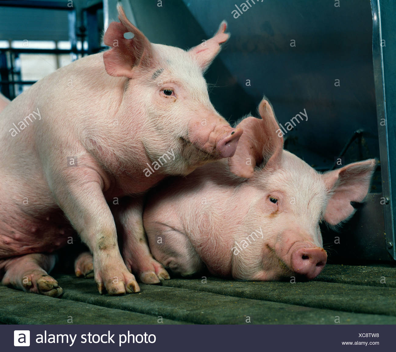 Feeder Hogs High Resolution Stock Photography and Images - Alamy