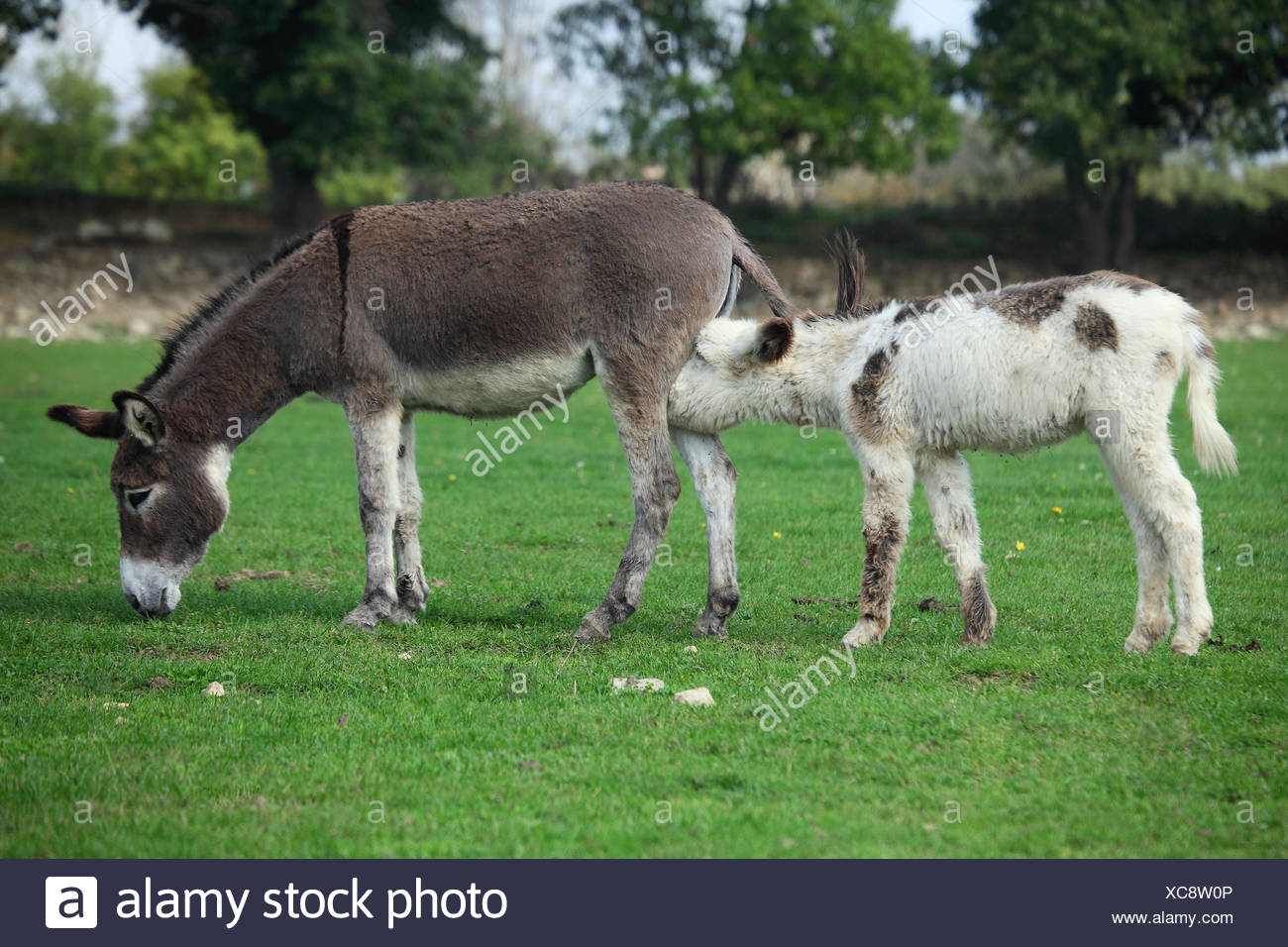 Donkey Colt High Resolution Stock Photography and Images - Alamy