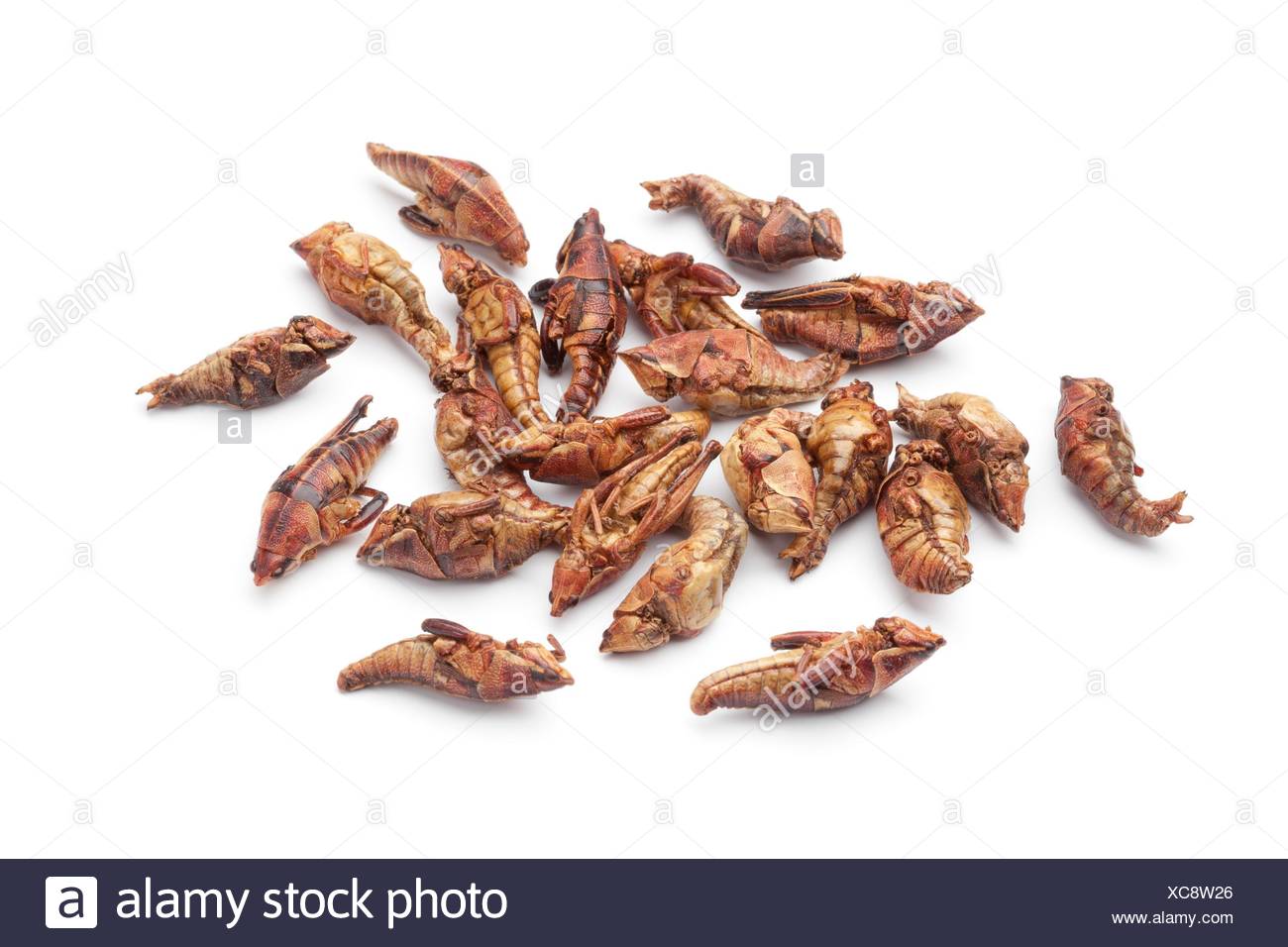 Chapulin High Resolution Stock Photography and Images - Alamy