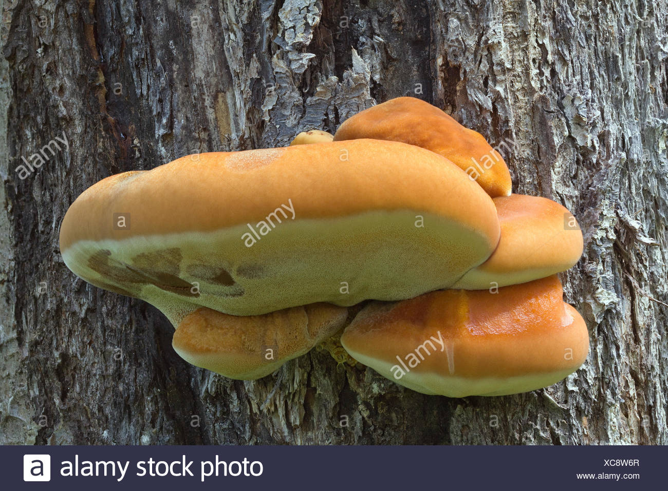 Parasitic Shelf Fungus High Resolution Stock Photography and Images - Alamy