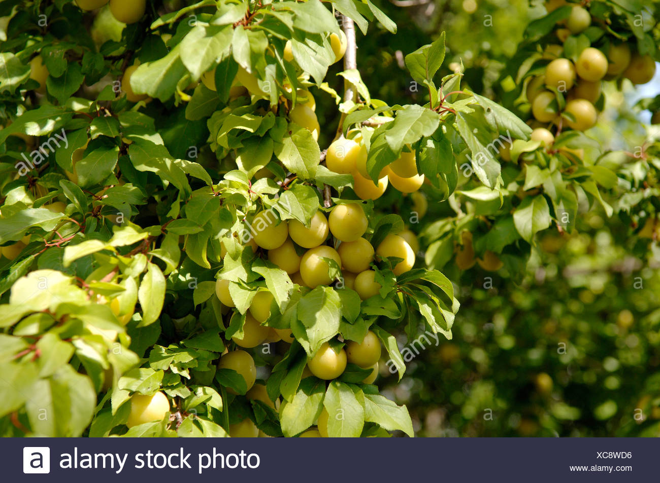 Mirabelle Plums High Resolution Stock Photography and Images - Alamy