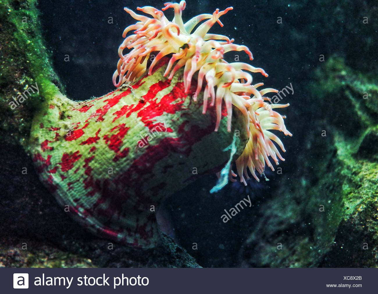 Sea Sponge Close Up High Resolution Stock Photography and Images - Alamy
