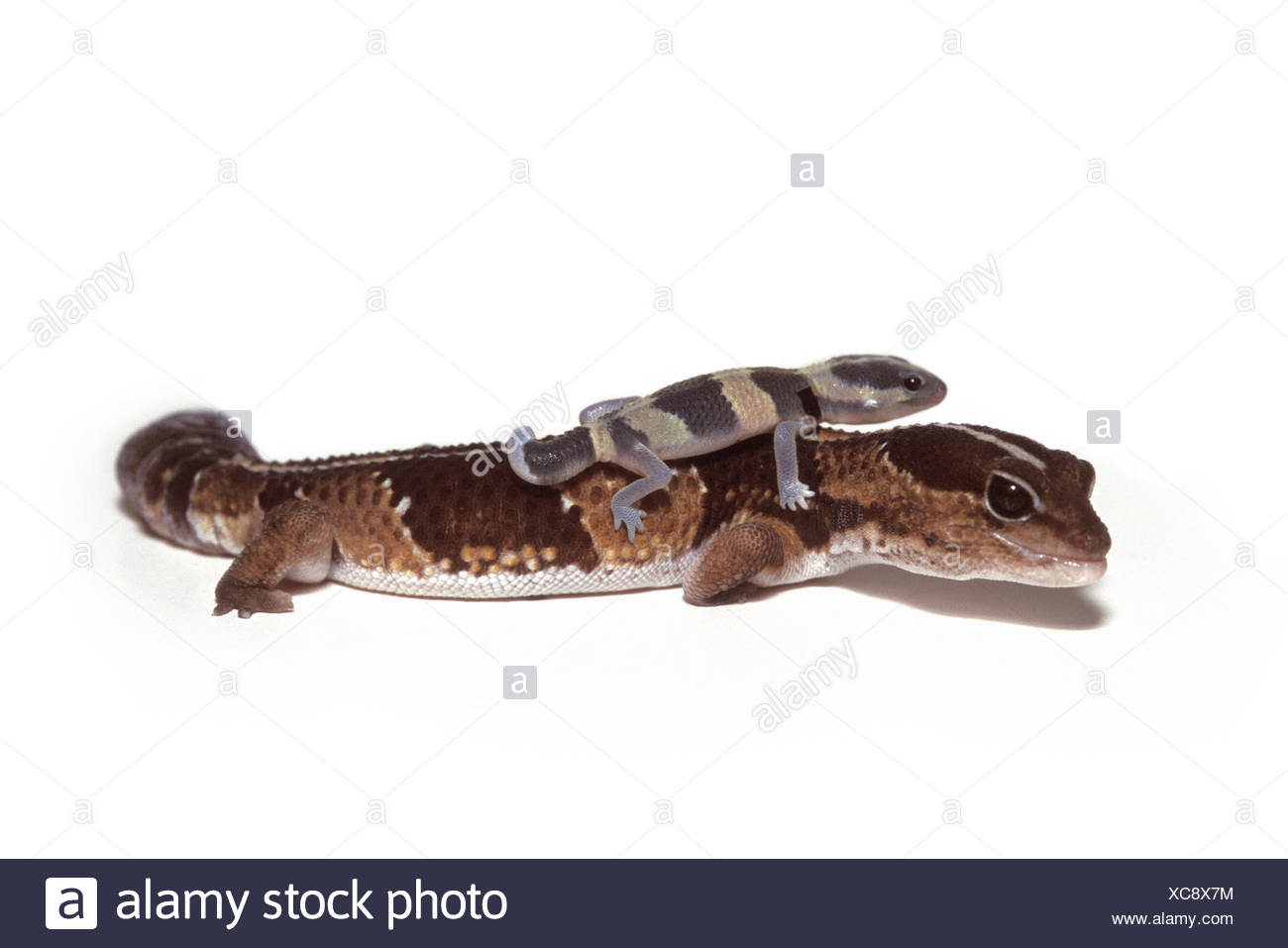 African Salamander High Resolution Stock Photography and Images - Alamy