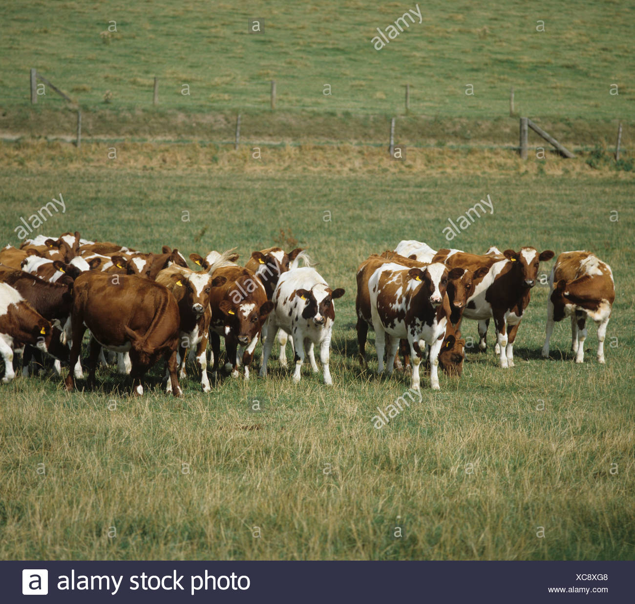 Ayrshire Cattle Stock Photos & Ayrshire Cattle Stock Images - Alamy