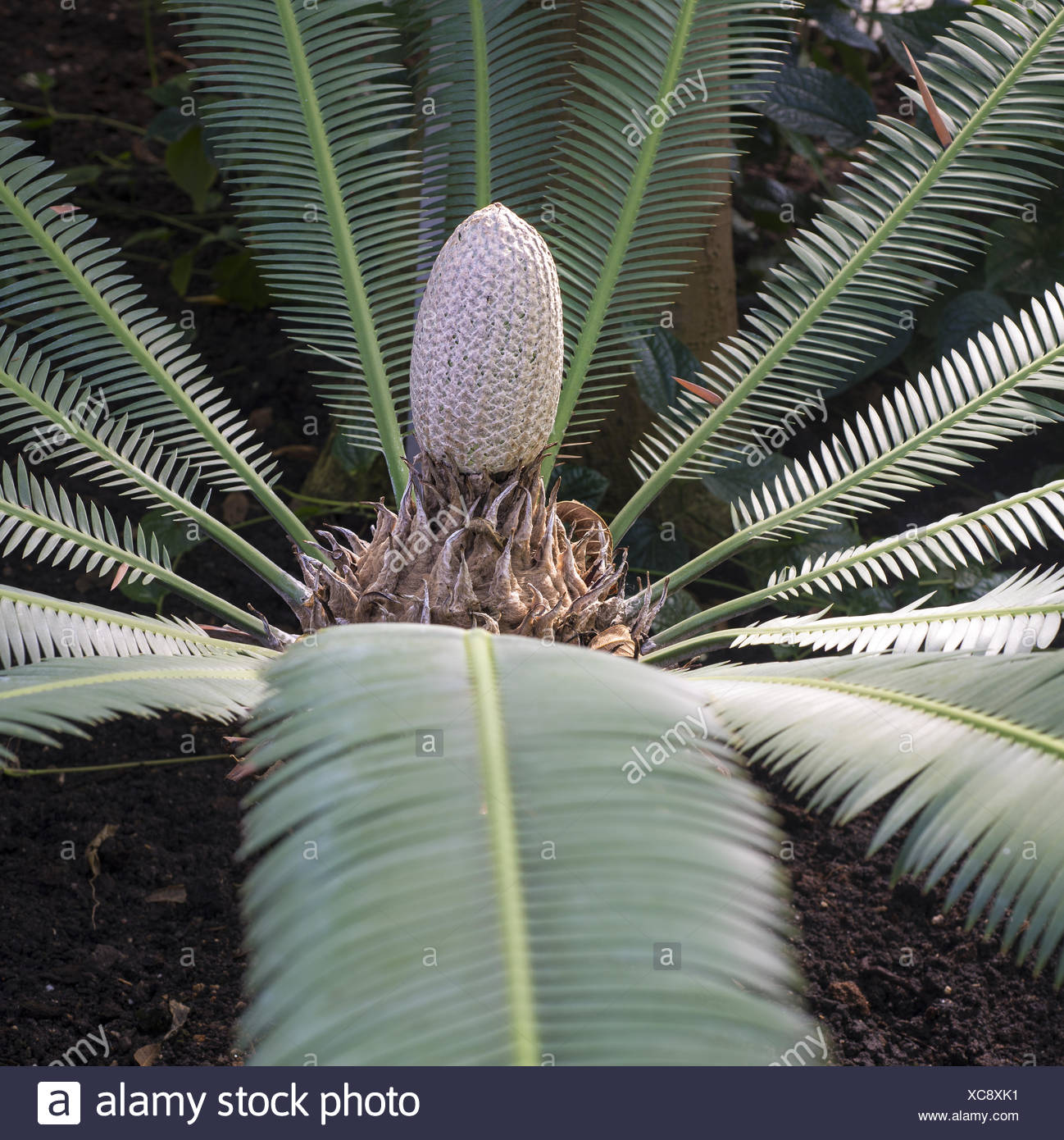 Cycad Flower High Resolution Stock Photography and Images - Alamy