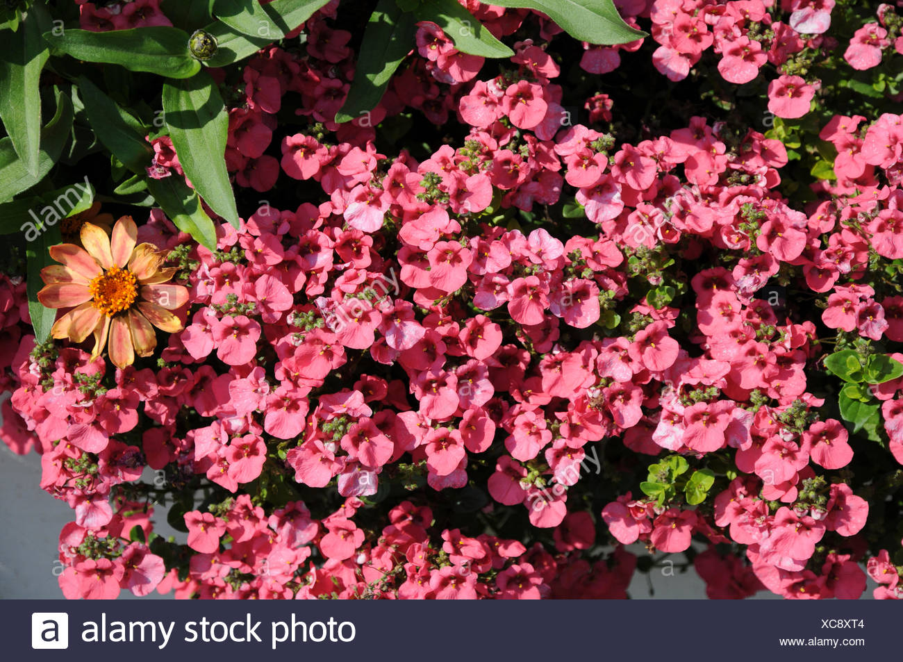 Twinspur Stock Photos & Twinspur Stock Images - Alamy
