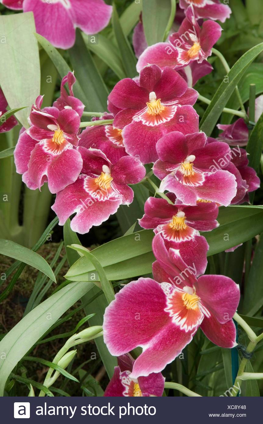 Miltoniopsis High Resolution Stock Photography and Images - Alamy