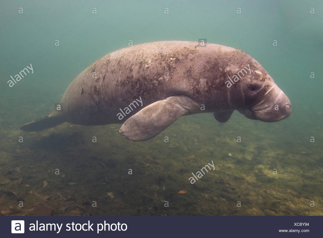 Crystal River Manatee Stock Photos & Crystal River Manatee Stock Images ...