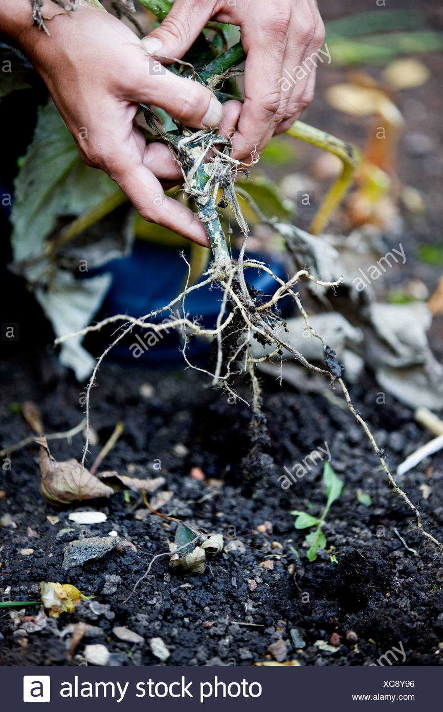 Plant Roots Soil Stock Photos & Plant Roots Soil Stock Images - Alamy