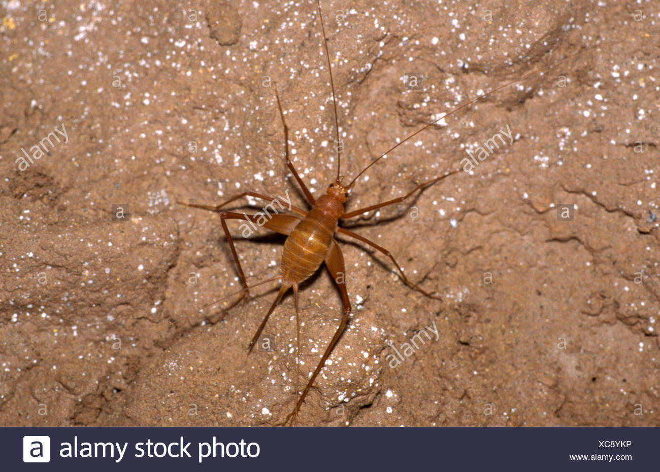 Central Cricket High Resolution Stock Photography and Images - Alamy