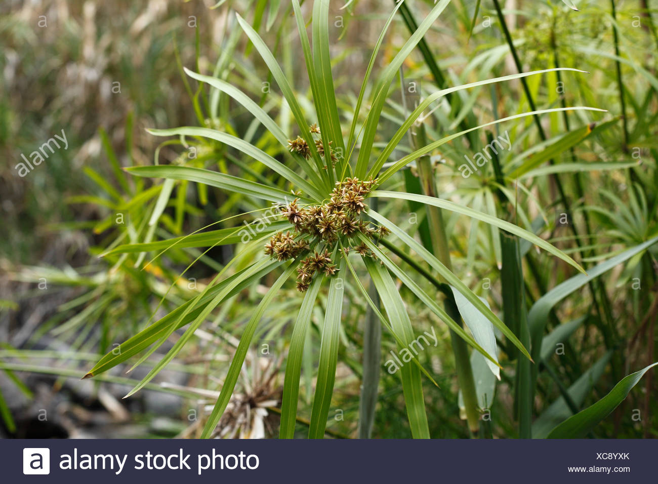 Papyrus Papyrus Plant High Resolution Stock Photography and Images - Alamy