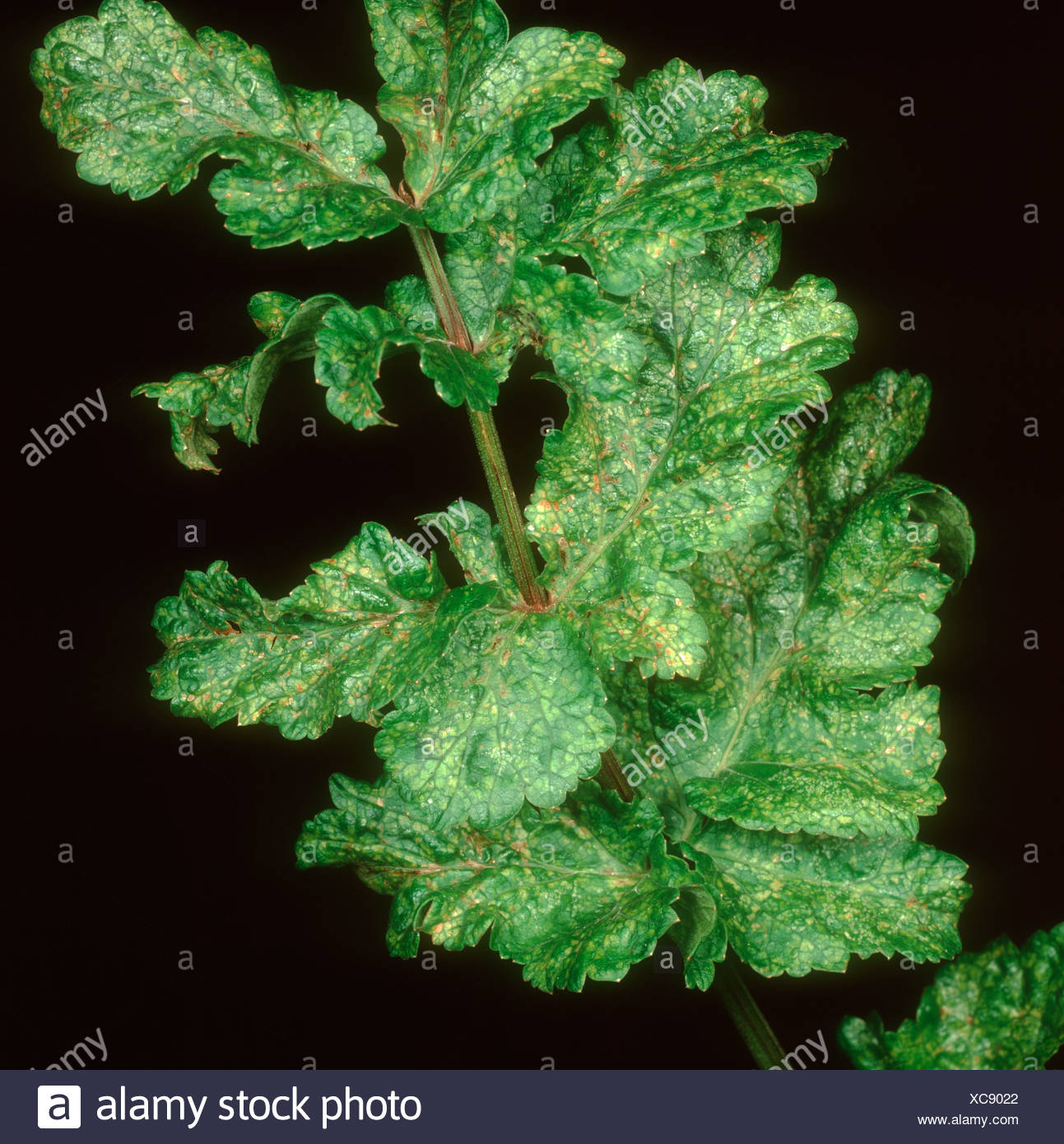 Mottling Stock Photos & Mottling Stock Images - Alamy