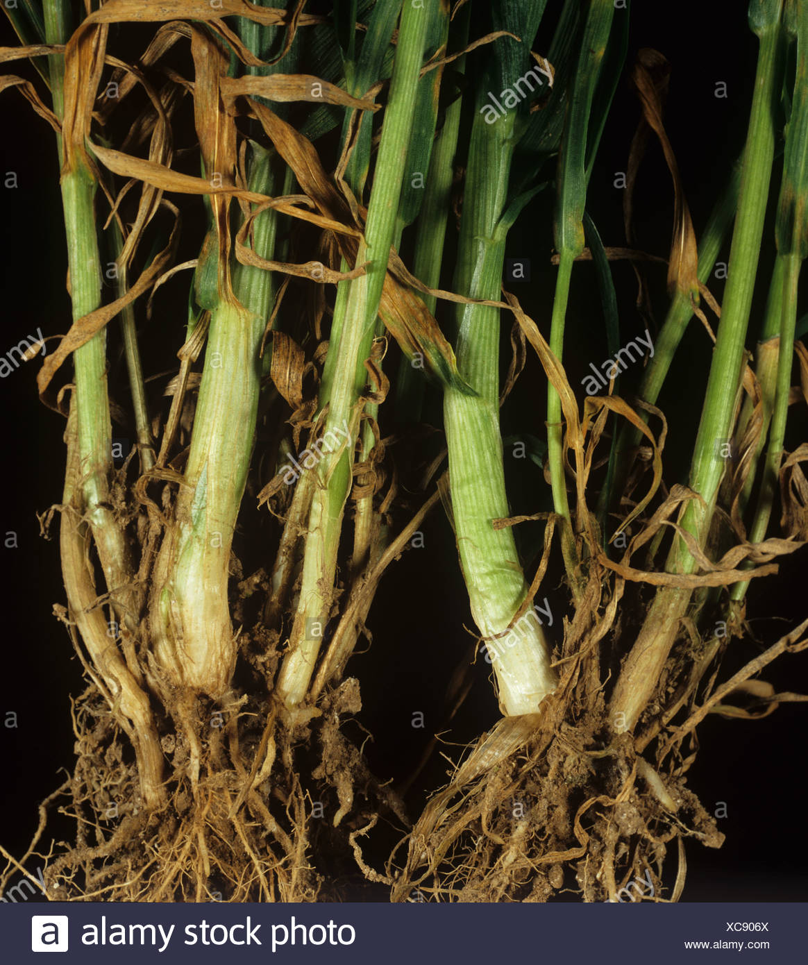 Chlorops Pumilionis High Resolution Stock Photography and Images - Alamy
