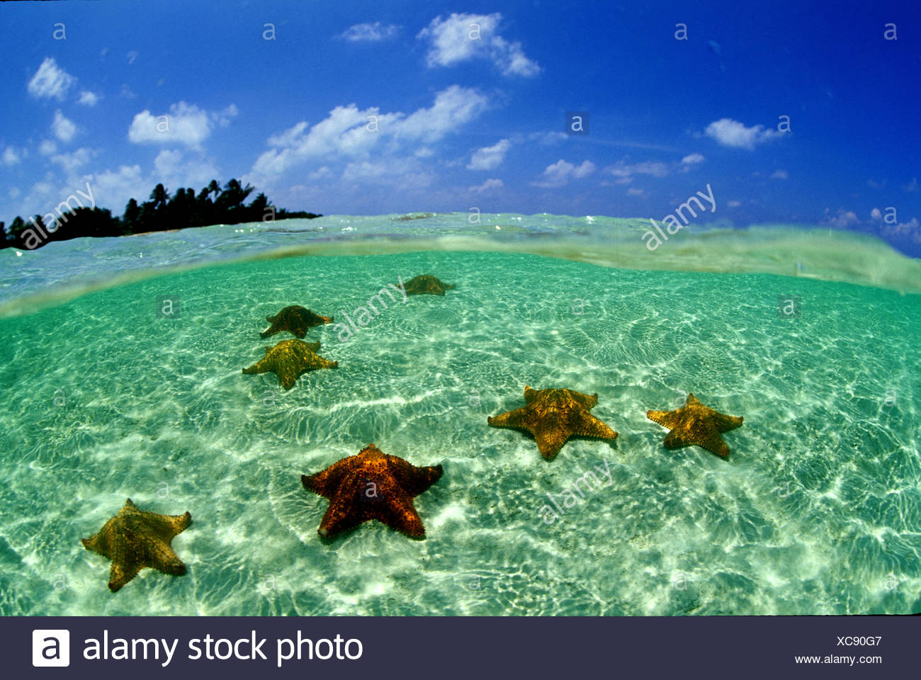 Bahama Sea Starfish Stock Photos & Bahama Sea Starfish Stock Images - Alamy