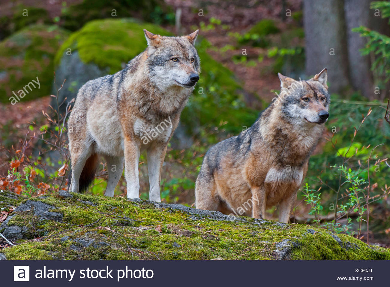 Wolf On A Rock High Resolution Stock Photography and Images - Alamy