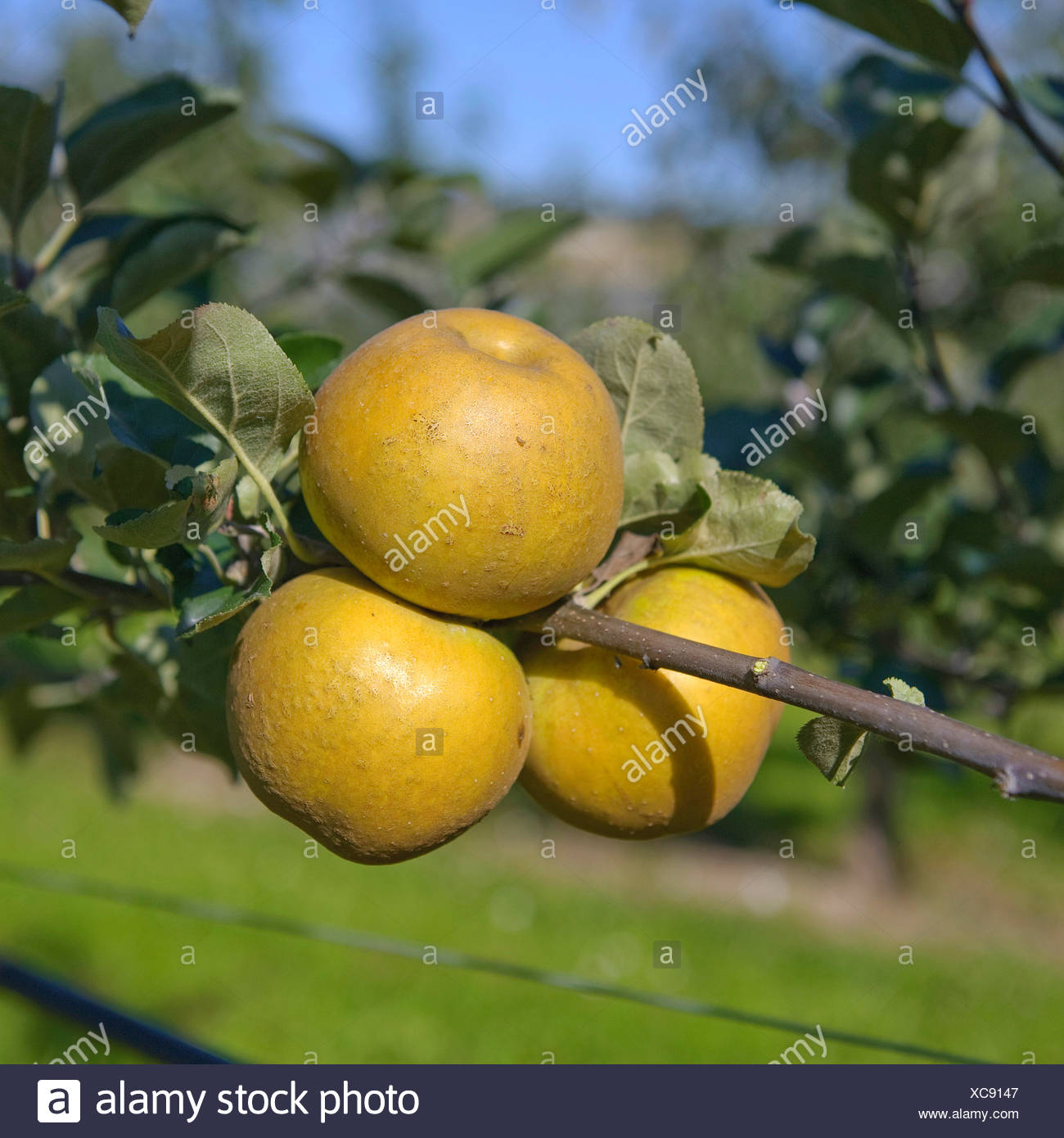 Renette High Resolution Stock Photography and Images - Alamy