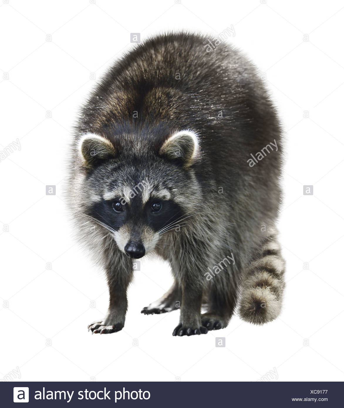 Young Raccoon Cut Out Stock Images & Pictures - Alamy