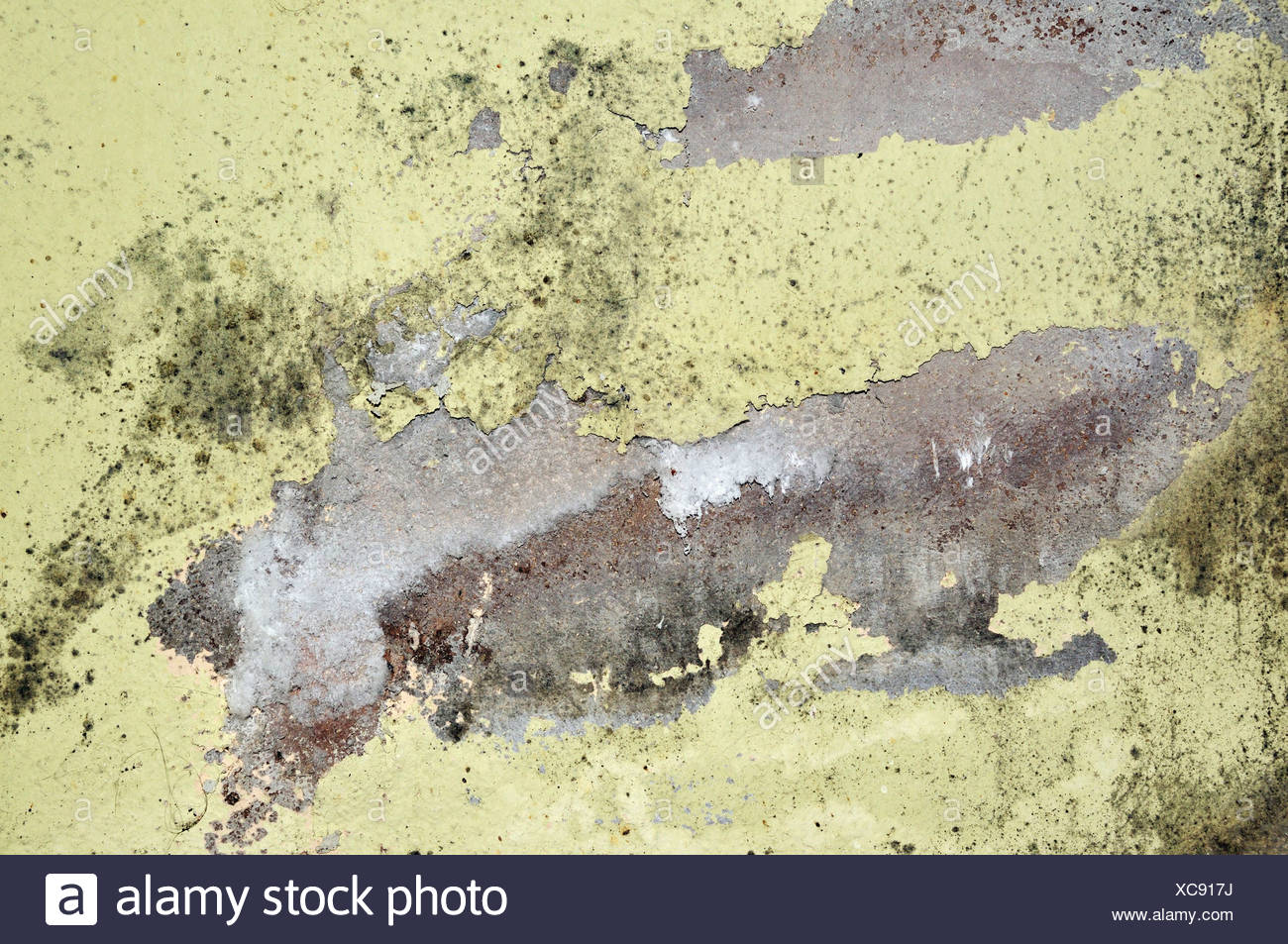 Mildew Wall Stock Photos & Mildew Wall Stock Images - Alamy