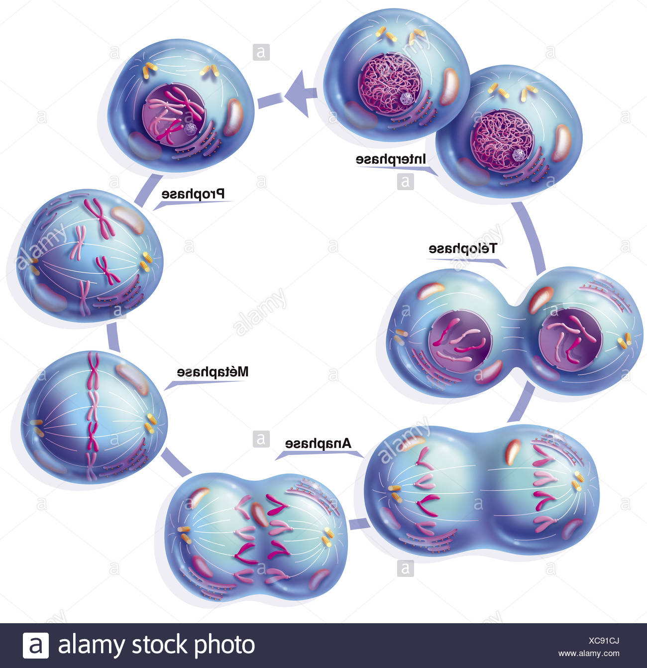 Mitosis High Resolution Stock Photography and Images - Alamy