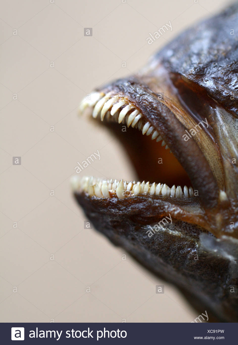 Animal Taxidermy High Resolution Stock Photography and Images - Alamy