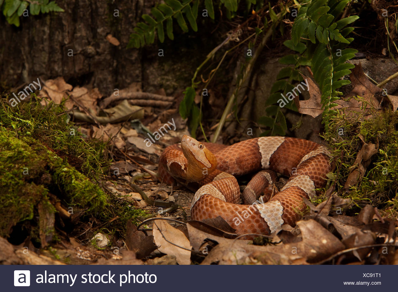 Broad Banded Copperhead Snake Stock Photos & Broad Banded Copperhead Snake Stock Images - Alamy