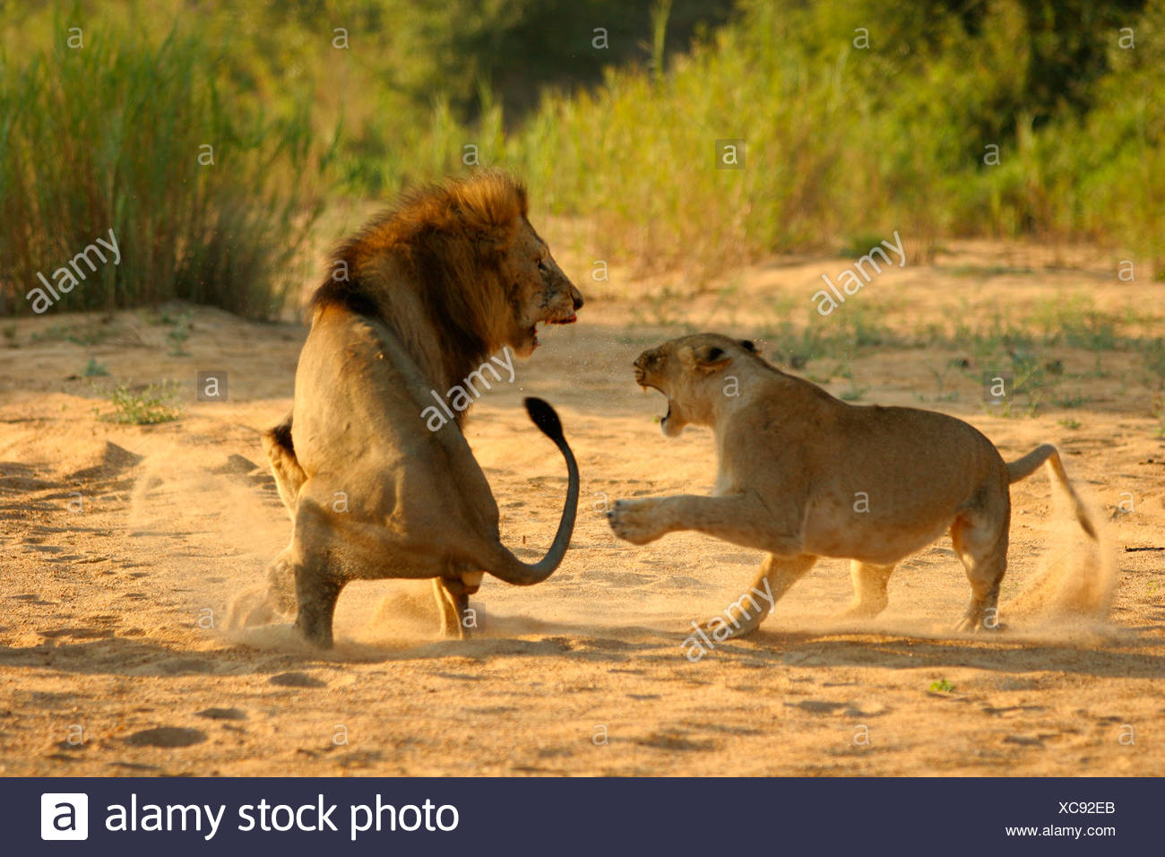 Fighting A Lion Stock Photos & Fighting A Lion Stock Images - Alamy