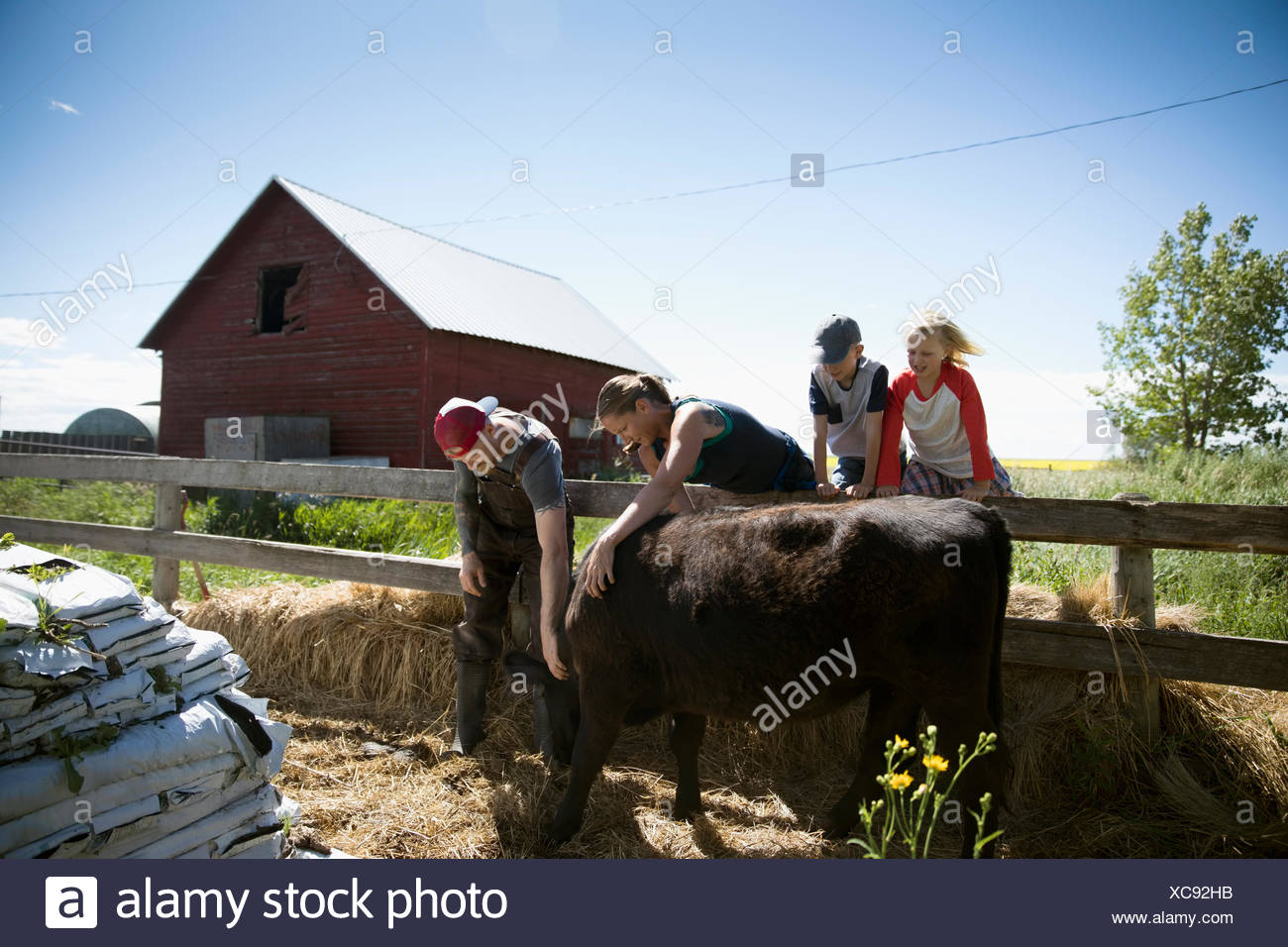 Cow Sitting Down Stock Photos & Cow Sitting Down Stock Images - Alamy