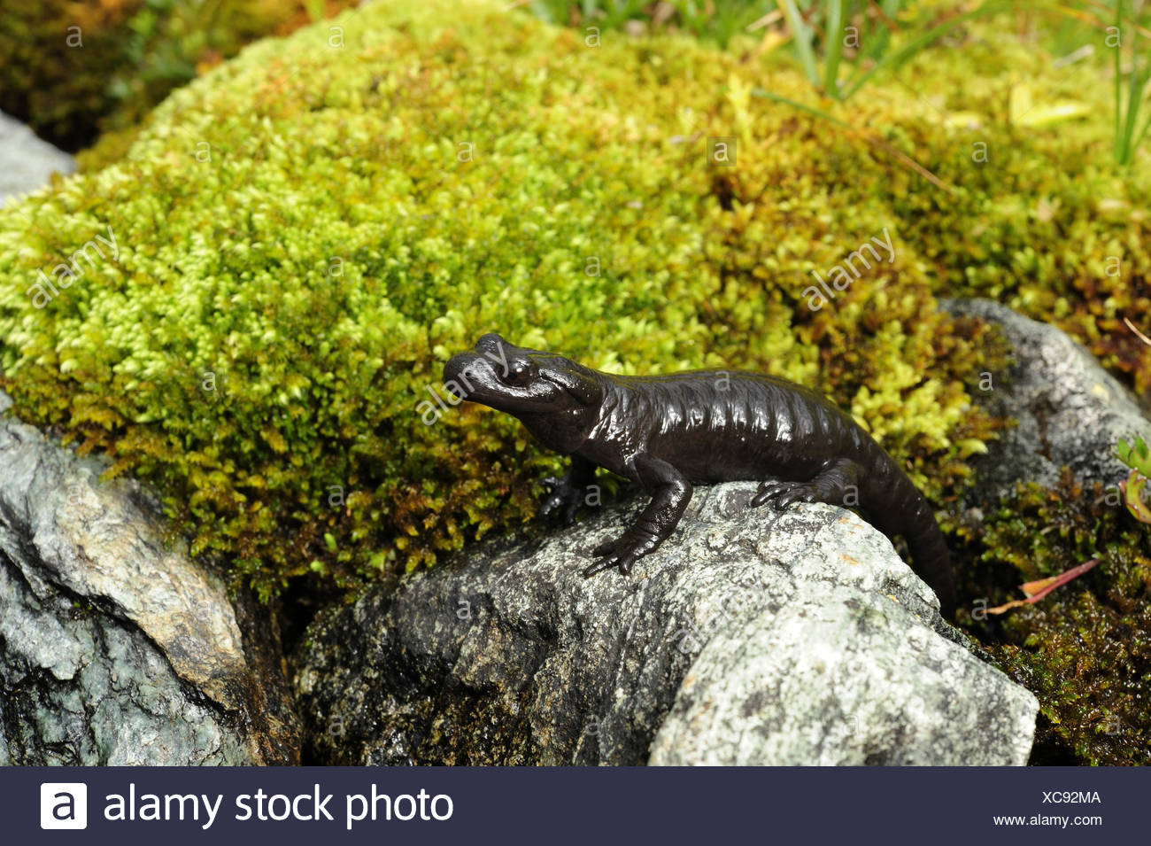 Salamander Rock High Resolution Stock Photography and Images - Alamy