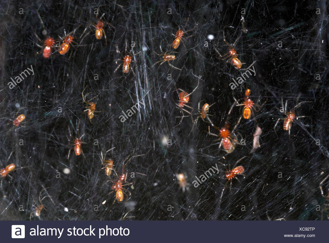Anelosimus Eximius Stock Photos & Anelosimus Eximius Stock Images - Alamy