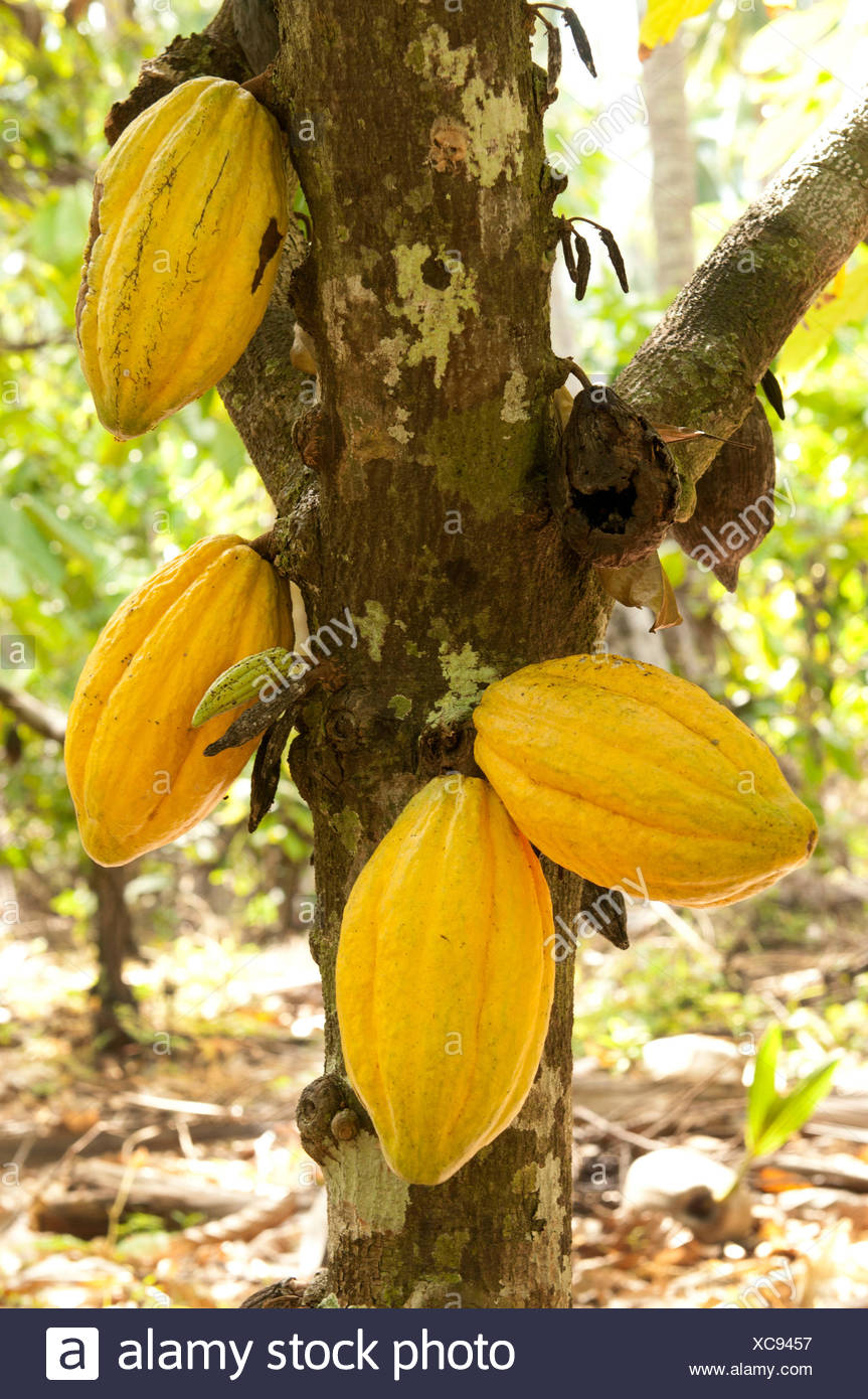 Tree Pods High Resolution Stock Photography and Images - Alamy
