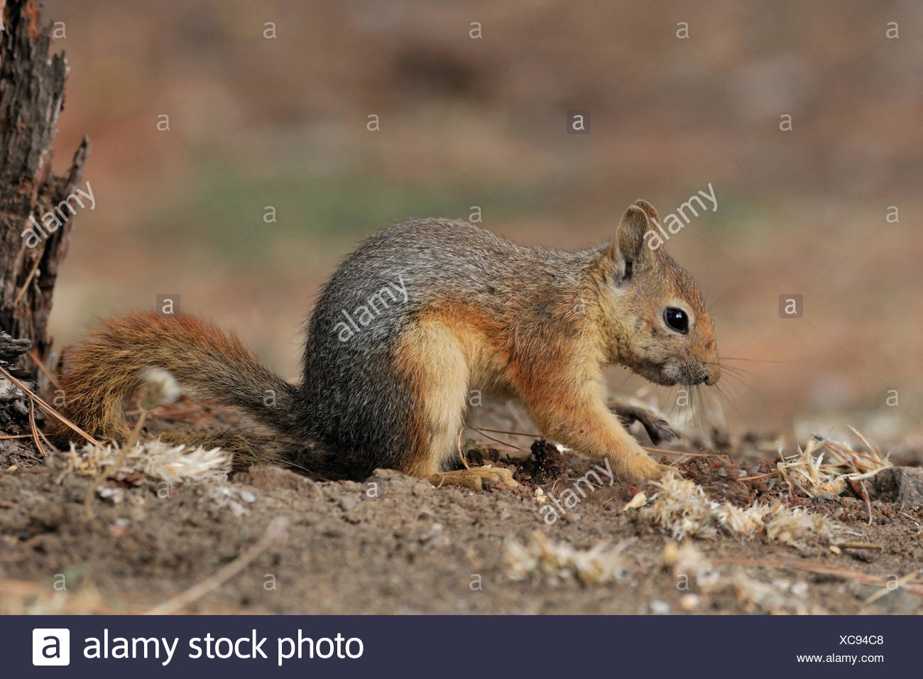 Anomalus High Resolution Stock Photography and Images - Alamy