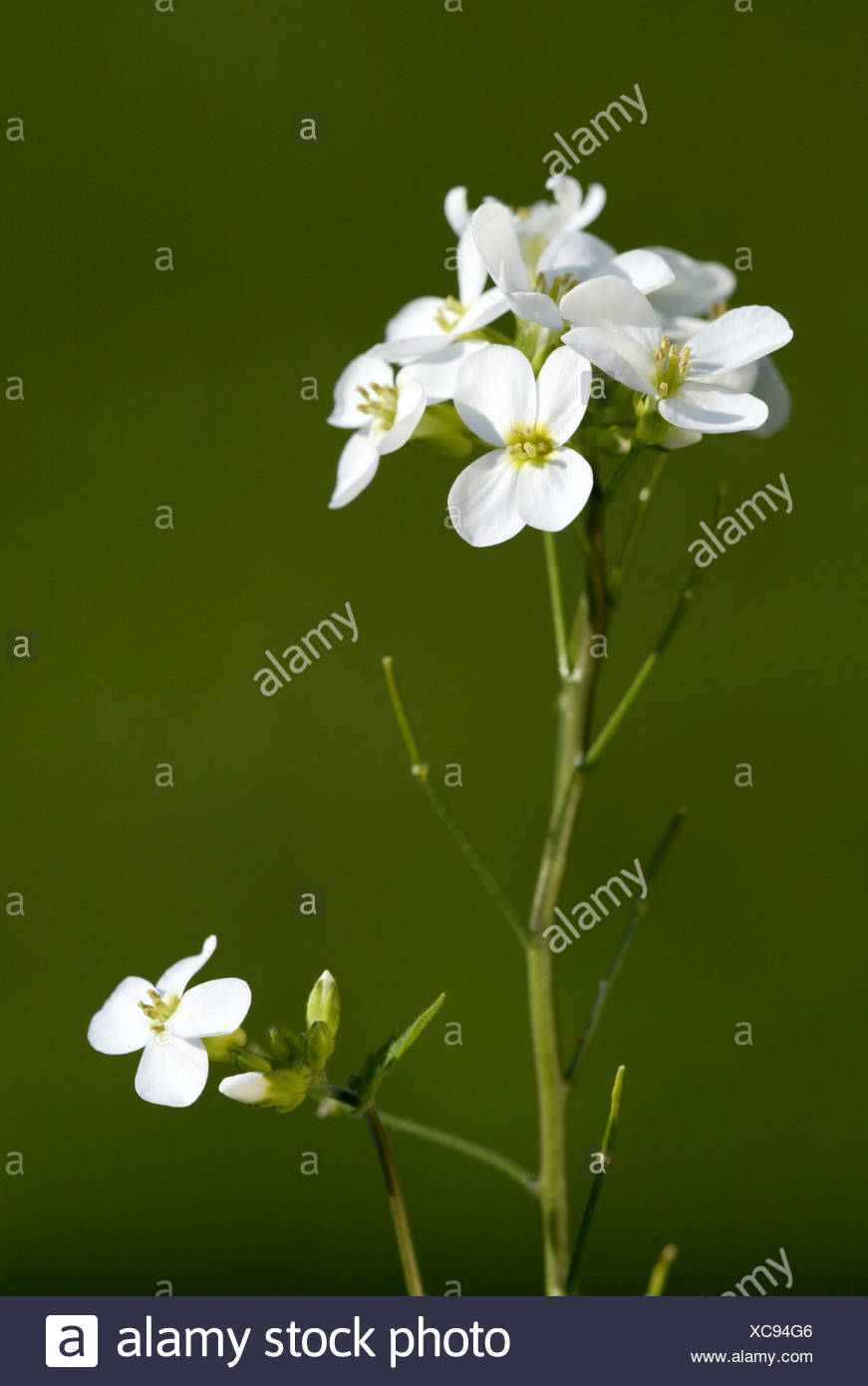 Rock Cress Wall High Resolution Stock Photography and Images - Alamy