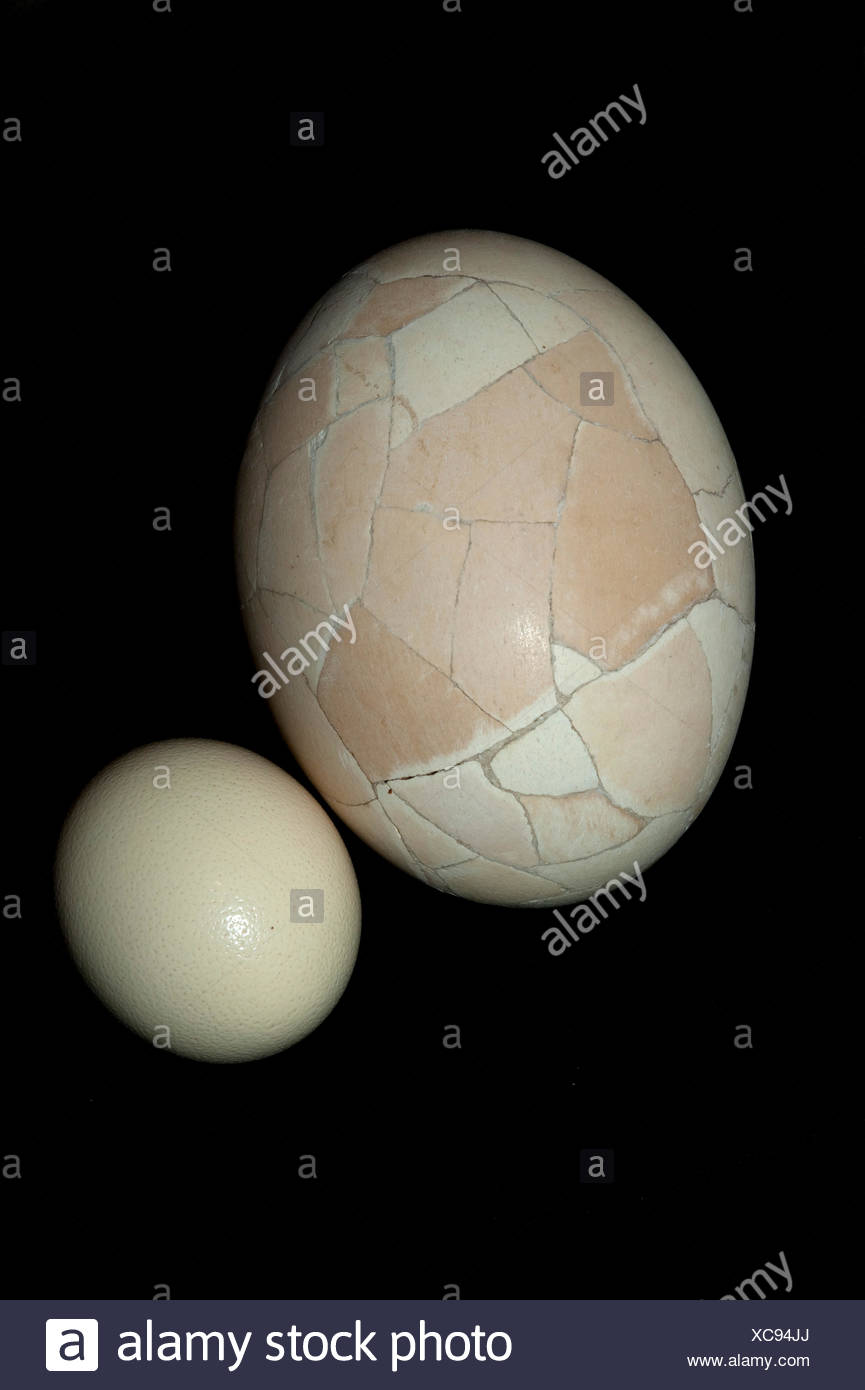 Elephant Bird Extinct High Resolution Stock Photography and Images - Alamy