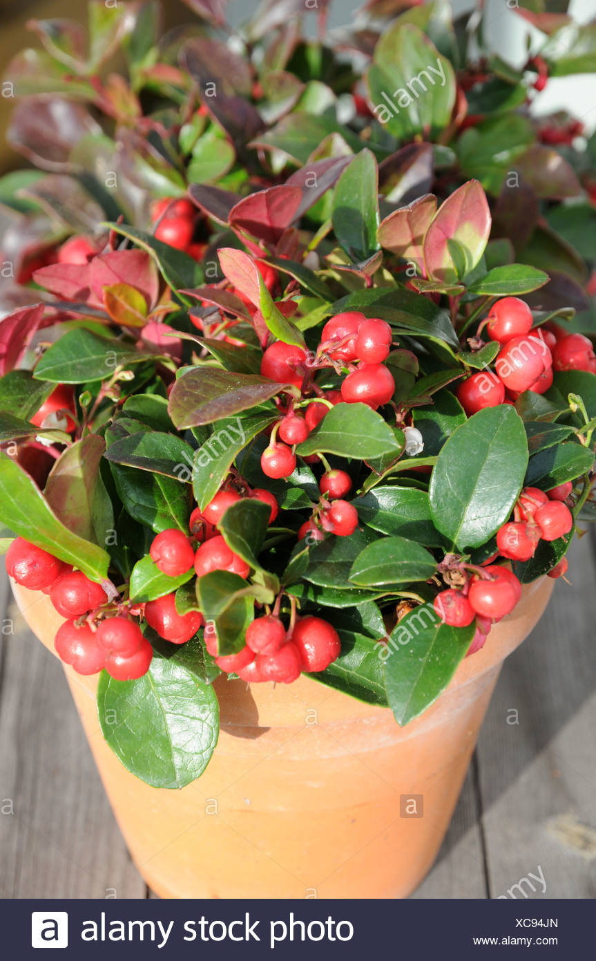 American Wintergreen High Resolution Stock Photography and Images - Alamy